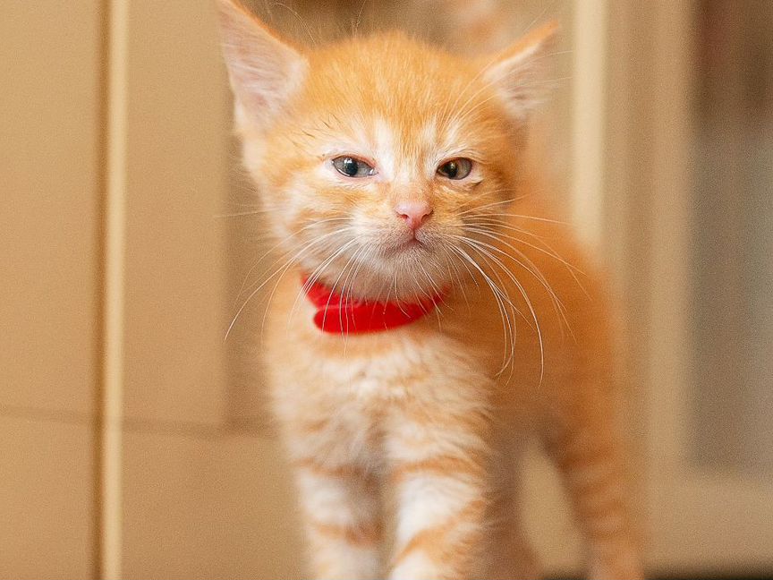 Рыжий котенок девочка в семью