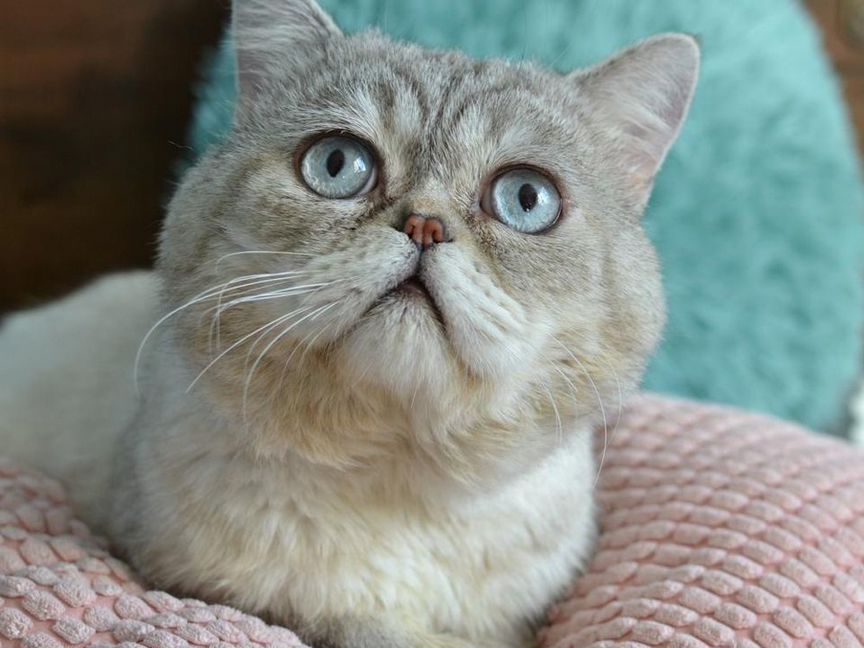 Котик ищет дом