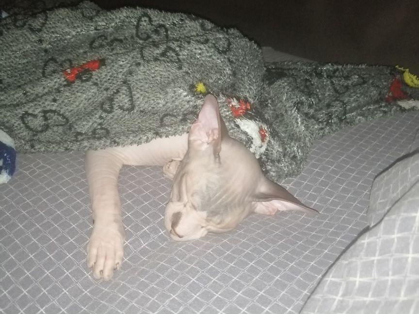 Кофточки для животных