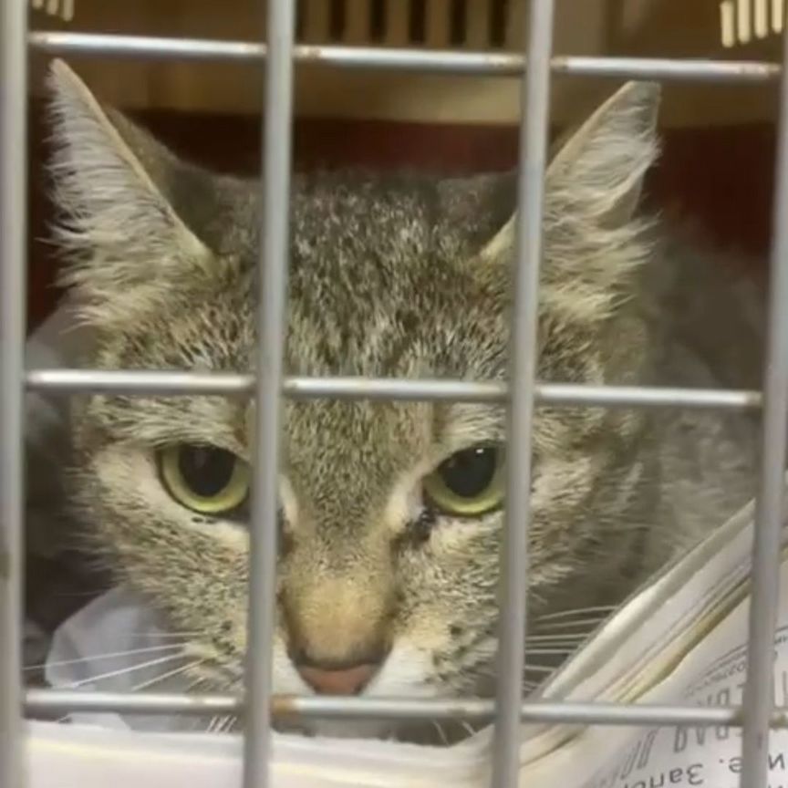 Августина не хочет на улицу. Ищем дом. Заметьте