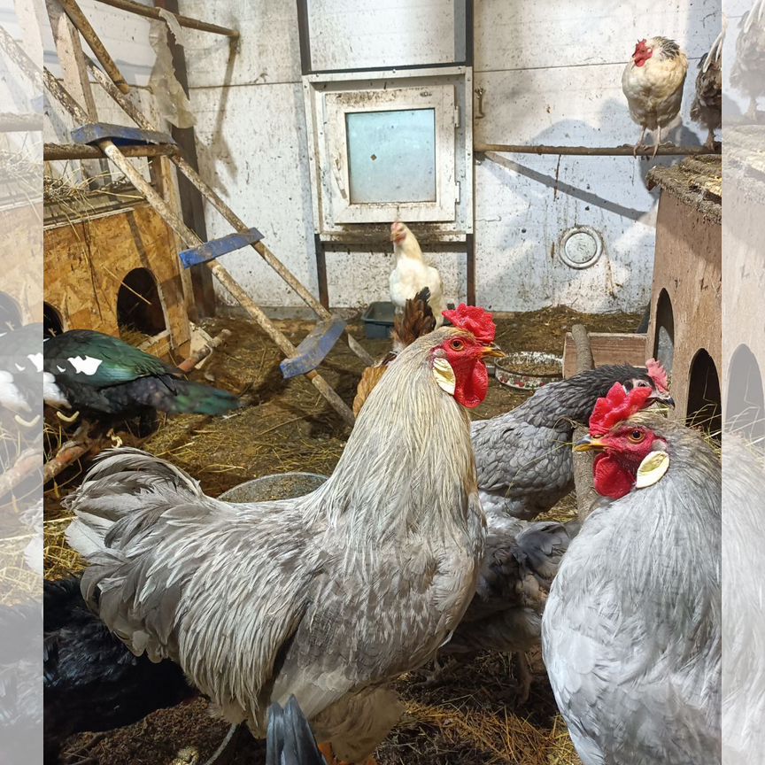 Продам или обменяю петухов