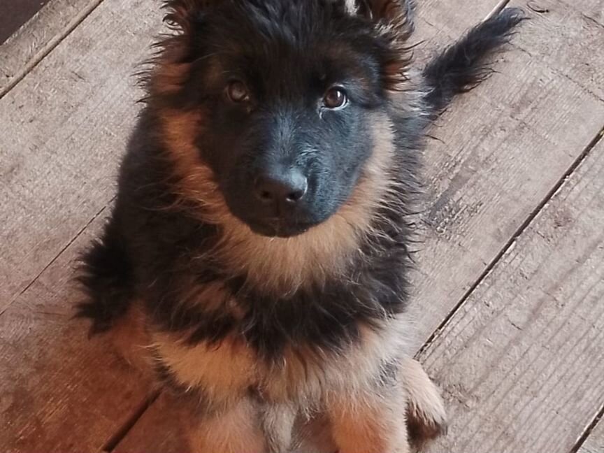 Продам щенка немецкой овчарки