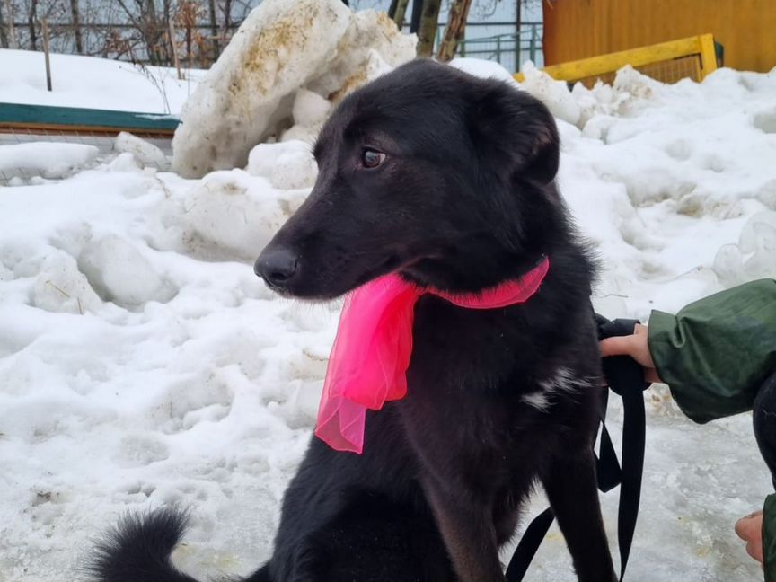 Собака Берта