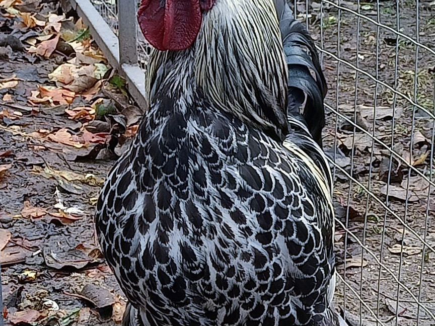 Лакеданзи семья 3+1