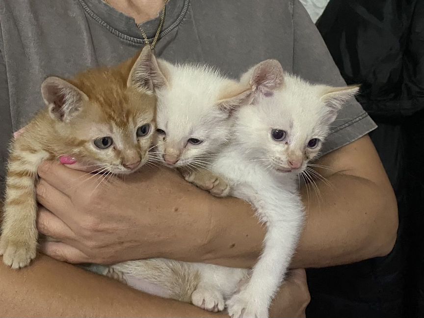 Котята в добрые руки