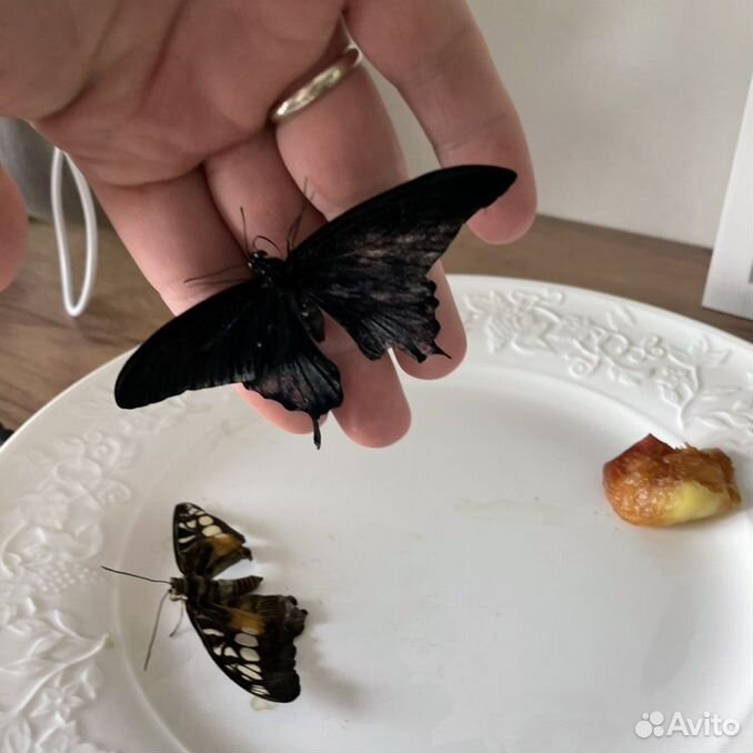 Бабочкарий