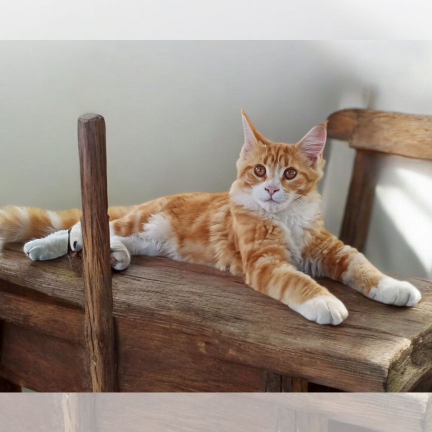 Котенок девочка мейн-кун