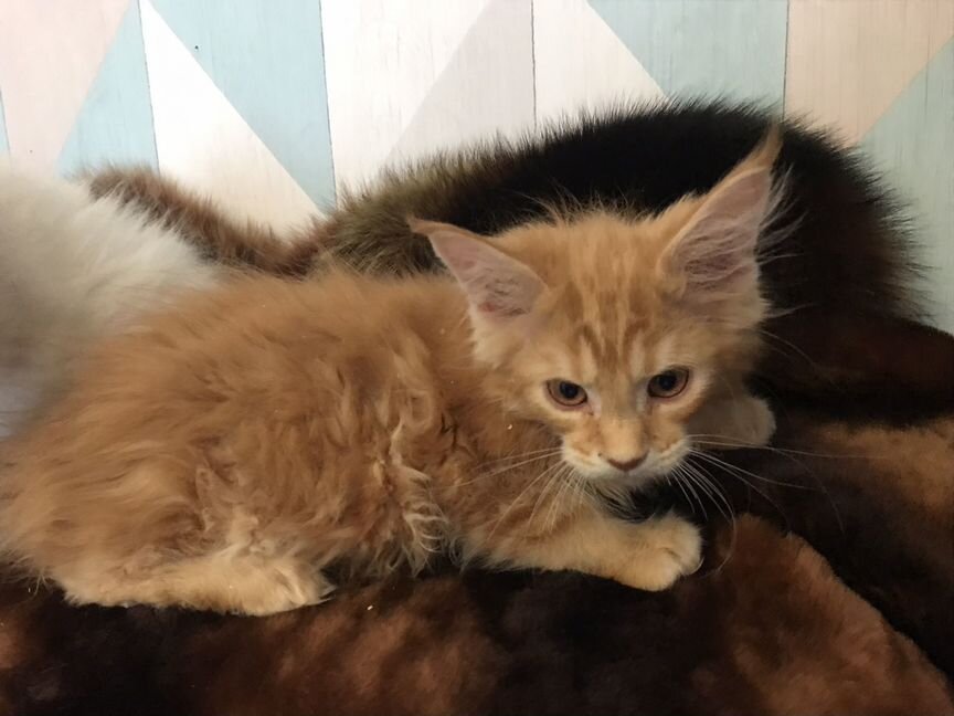 Мейкун две девчонки