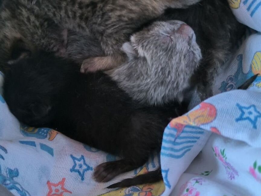Британские котята
