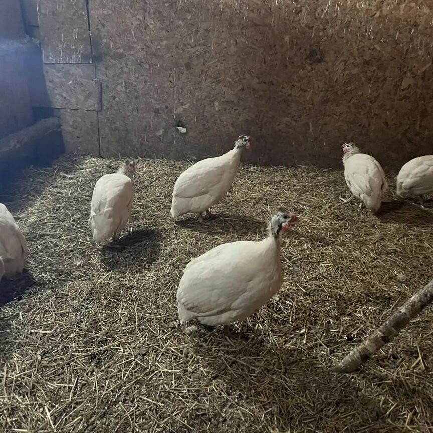 Цесари белый перламутровый