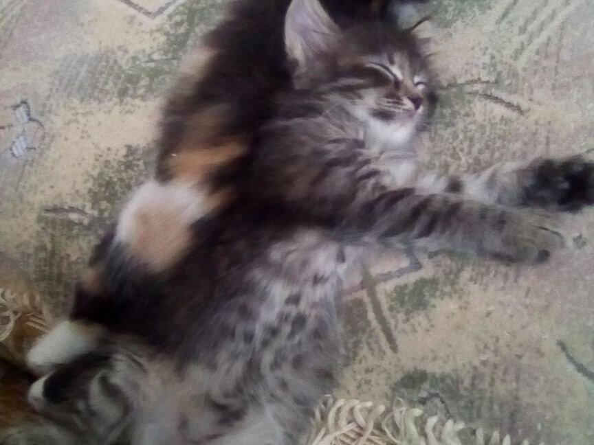 Маленькие киси)