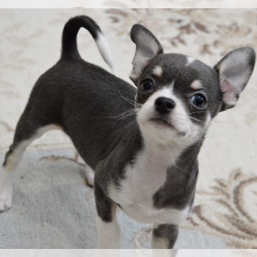 Чихуахуа, щенок