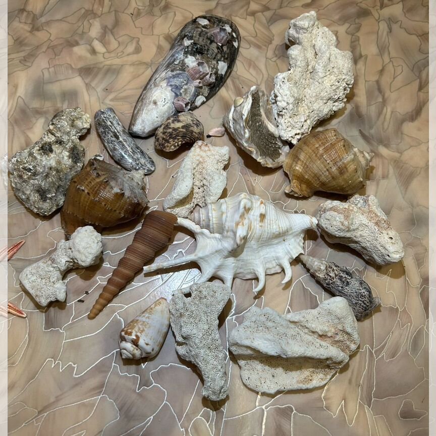 Набор ракушек для аквариума