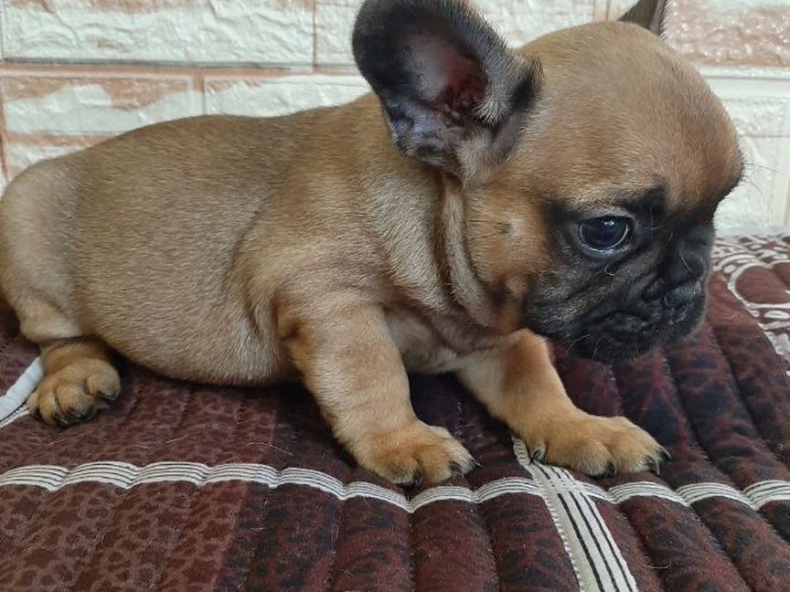 Французский бульдог щенки