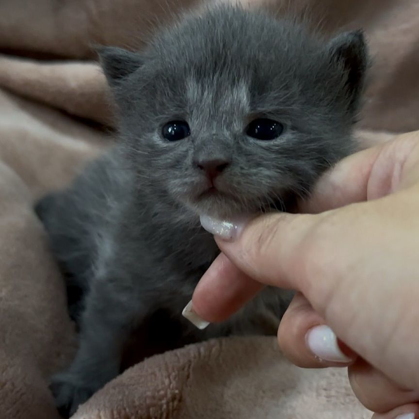 Британские котята