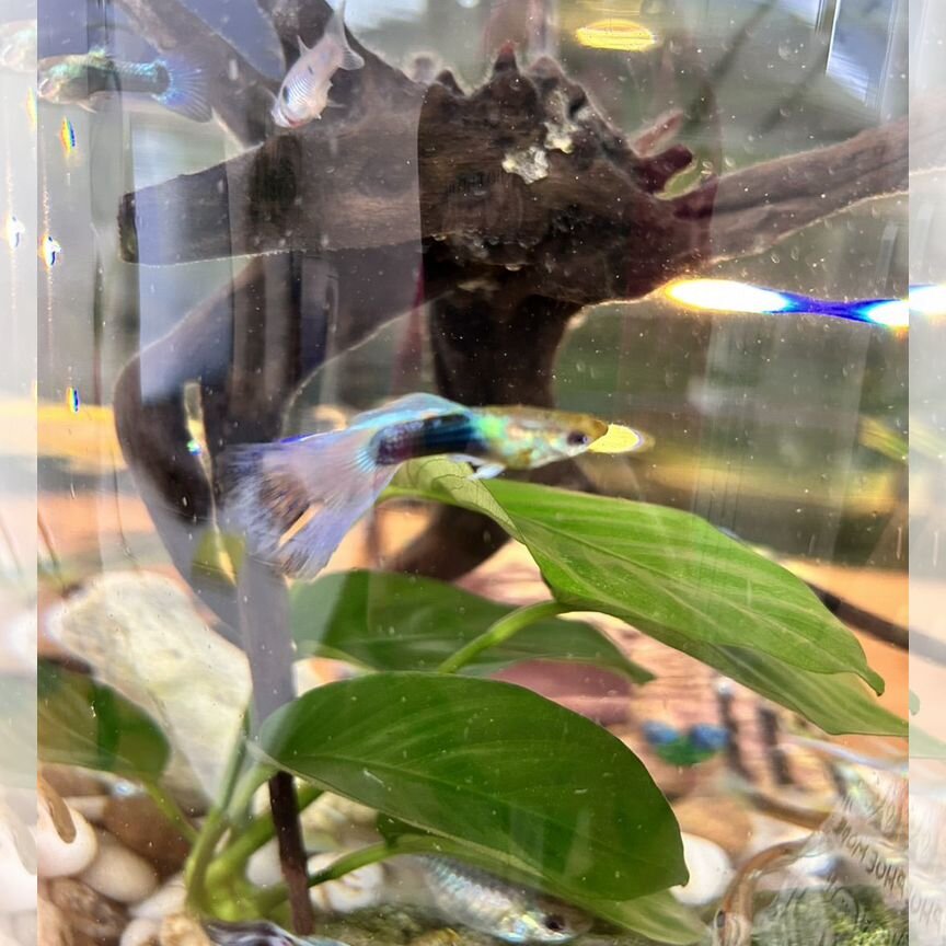 Аквариумные рыбки гуппи