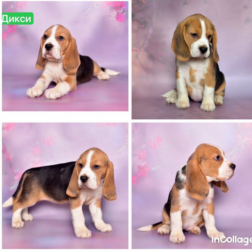 Бигль, щенок