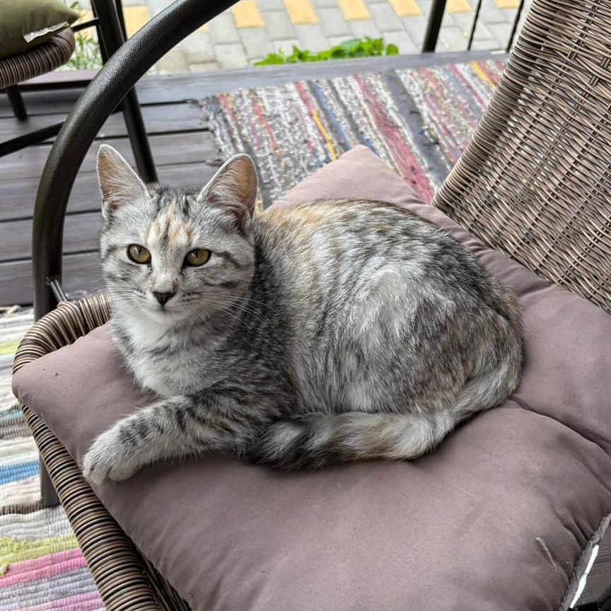 Котенок Муся в добрые руки