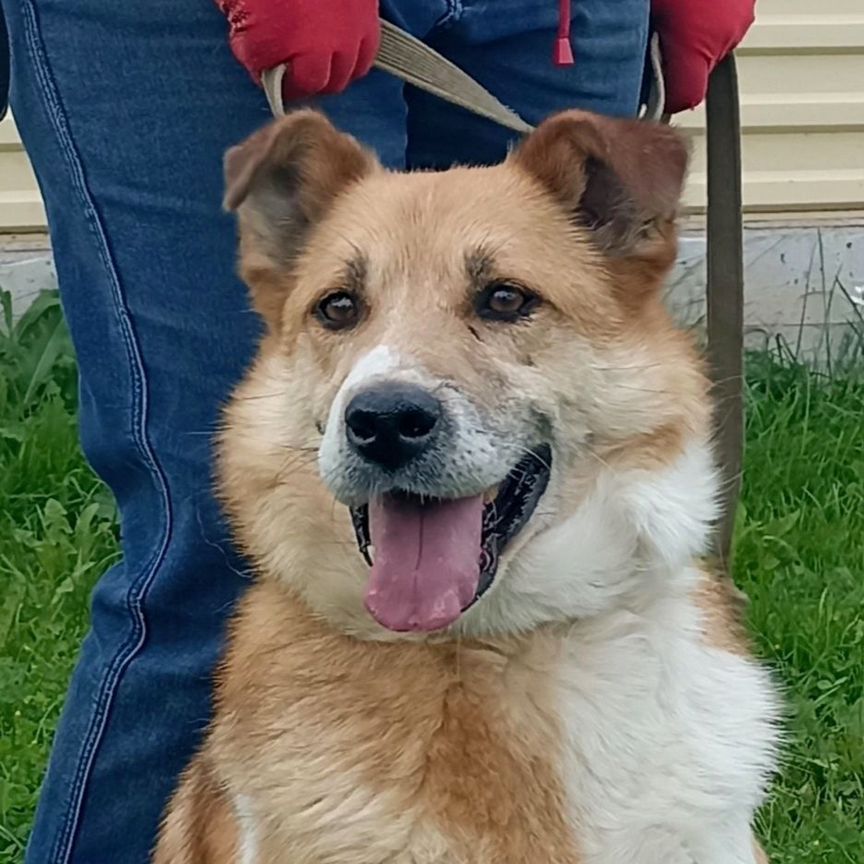 Обаятельный некрупный песик Тиша