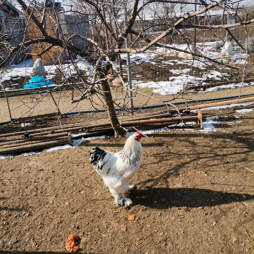 Молодые петух брама