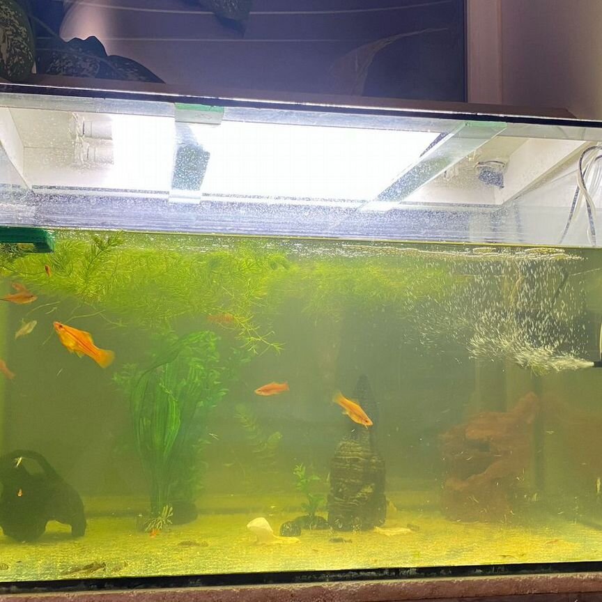 Аквариум с рыбками