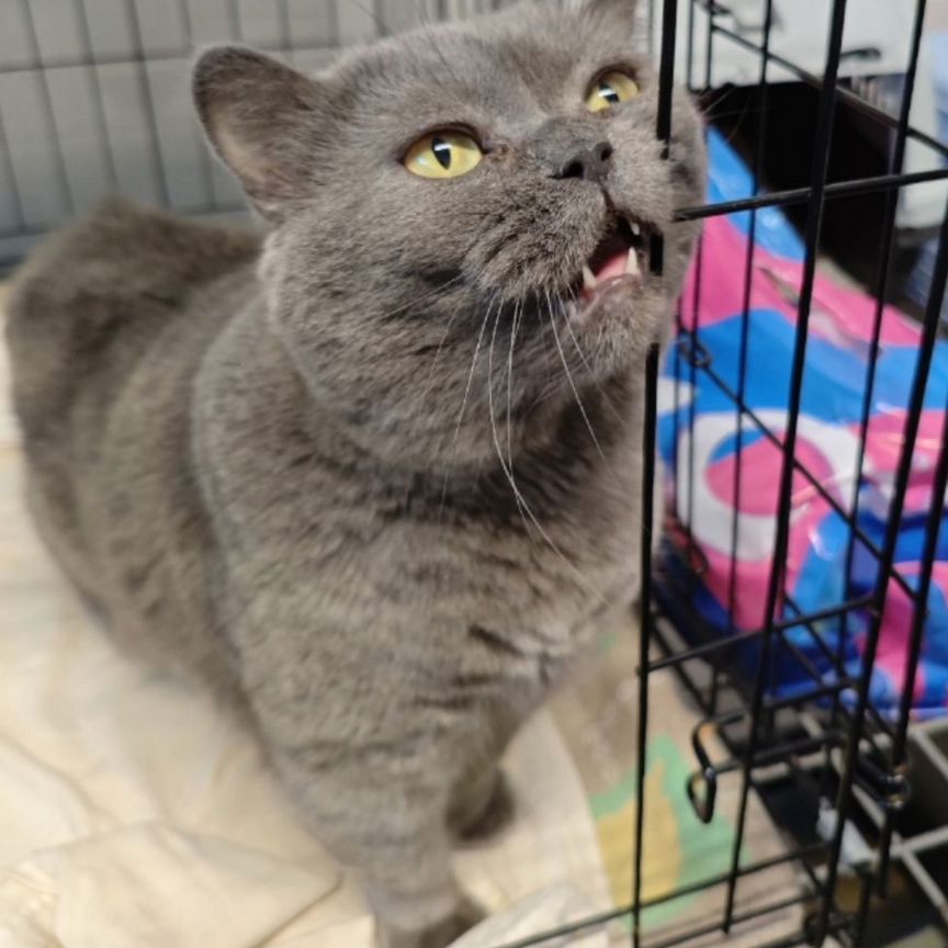 Взрослая, Девочка кошка в добрые руки