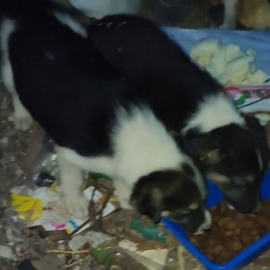 Щенки в беде