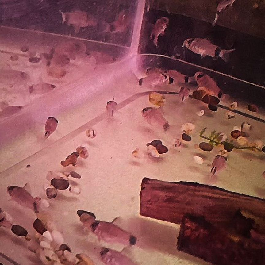 Сомик панда