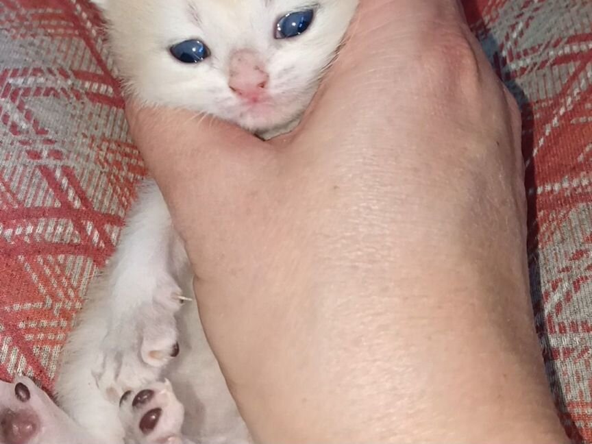 Золотые котята все ny12