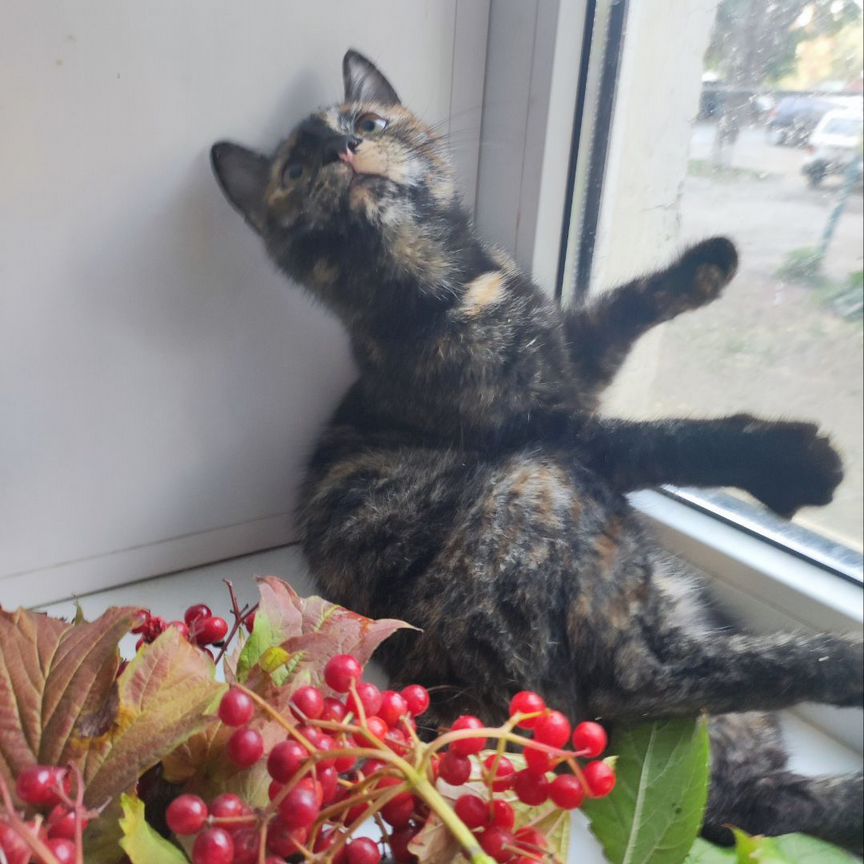 Котёнок