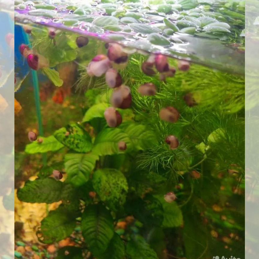 Растение в аквариумное