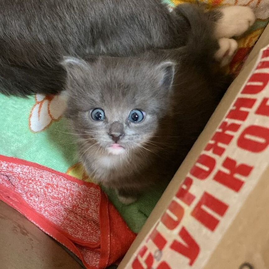 Котята серенькие
