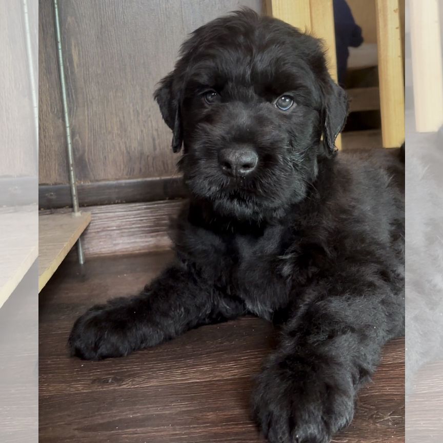 Русский черный терьер, щенок