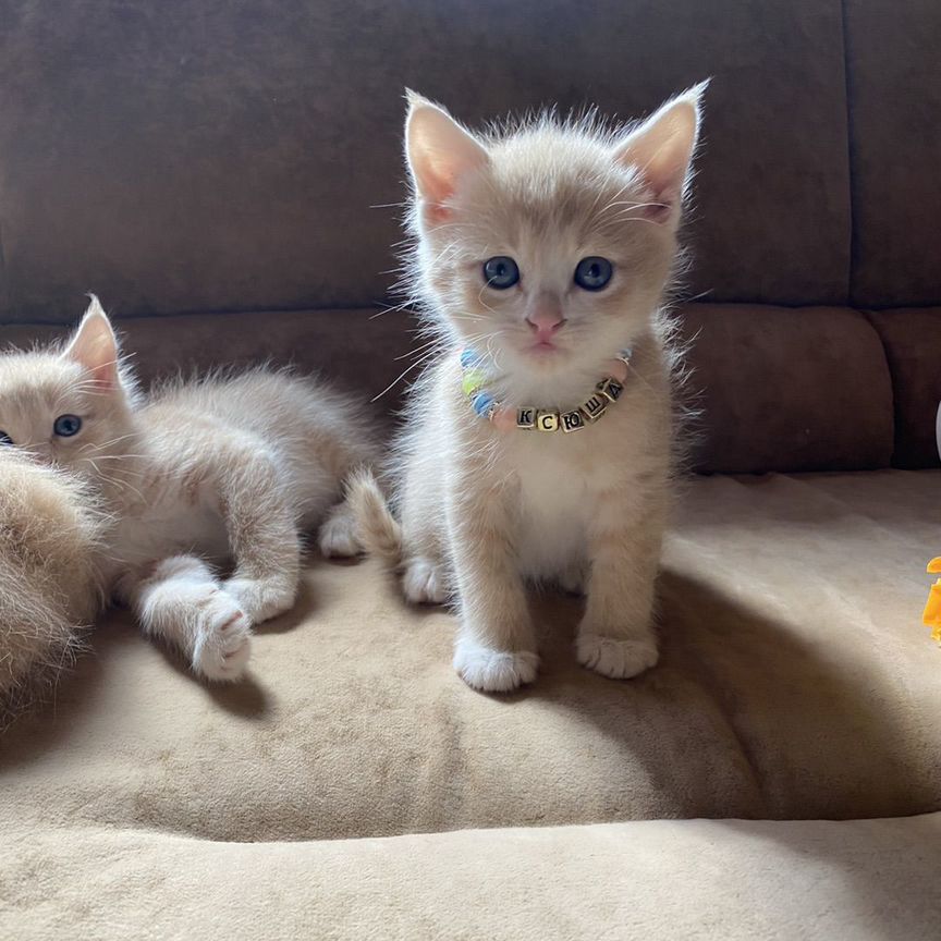 Котики бесплатно