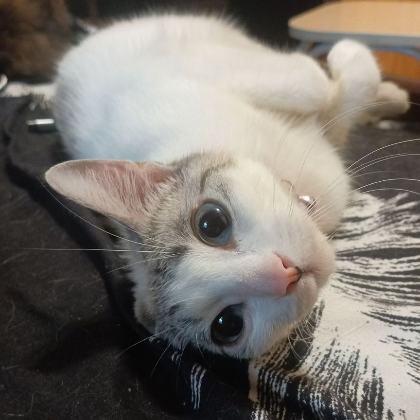 Кошка