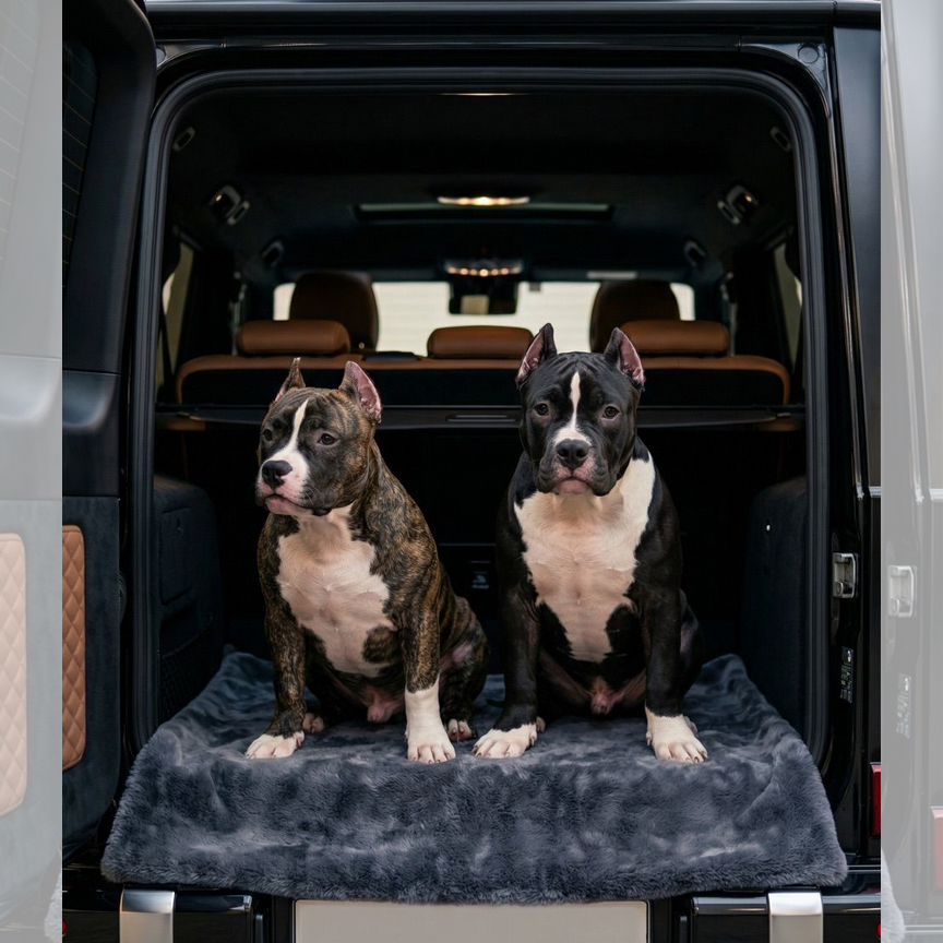 Американский булли, щенок