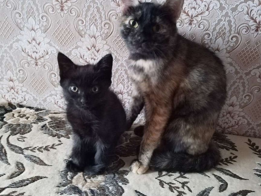 Кошка