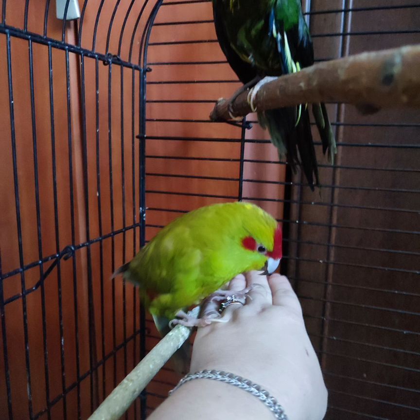 Какарики ручные пара