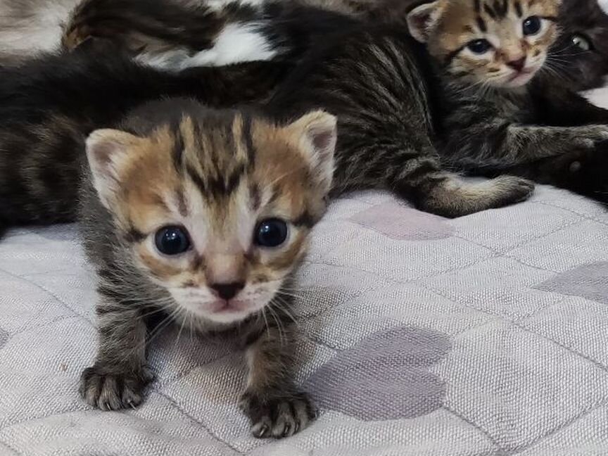 Отдам в добрые руки котят