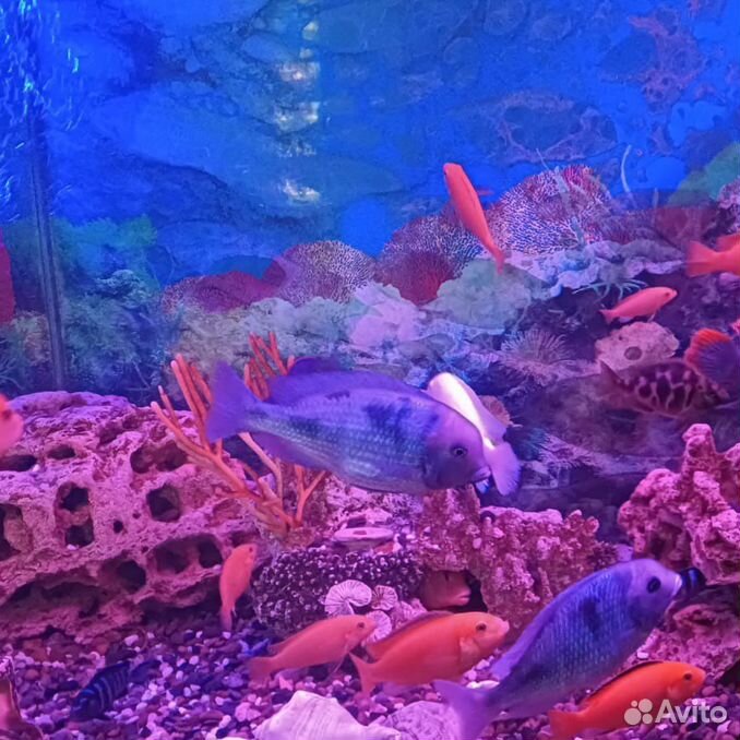 Малавийские цихлиды