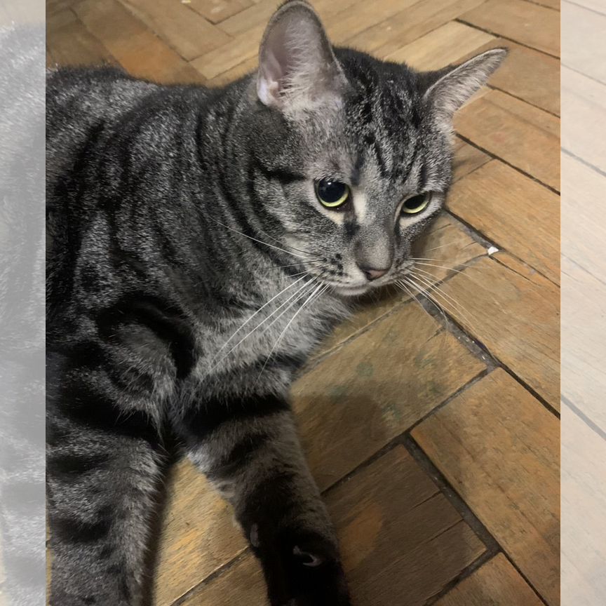 Взрослый кот в добрые руки