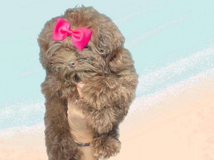 Мальтипу, тикап,редкий окрас