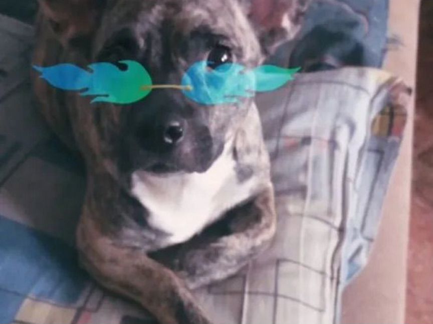 Отдам в добрые руки