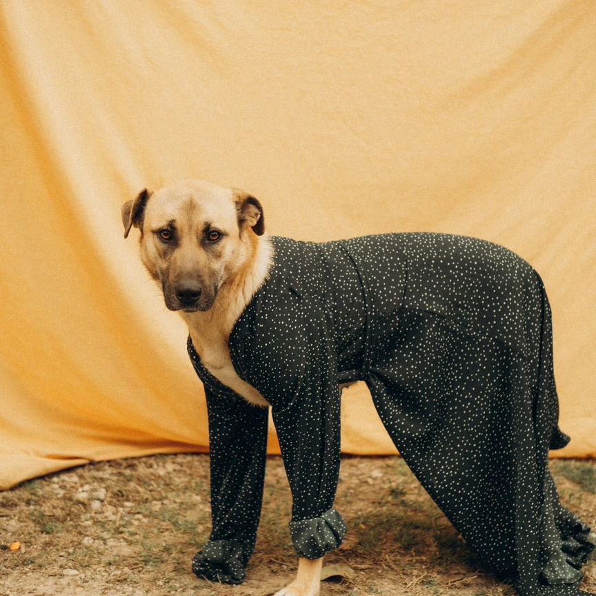 Вега ищет дом