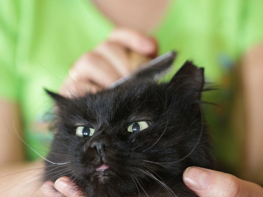 Чёрная Принцесса