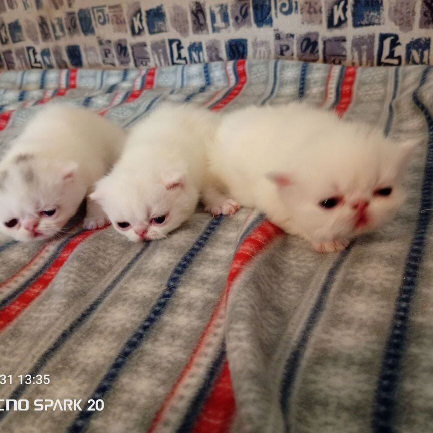 Котята экзоты