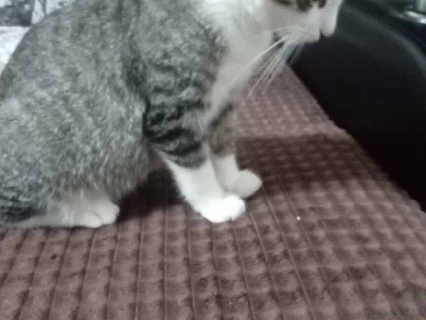 Котик в добрые руки