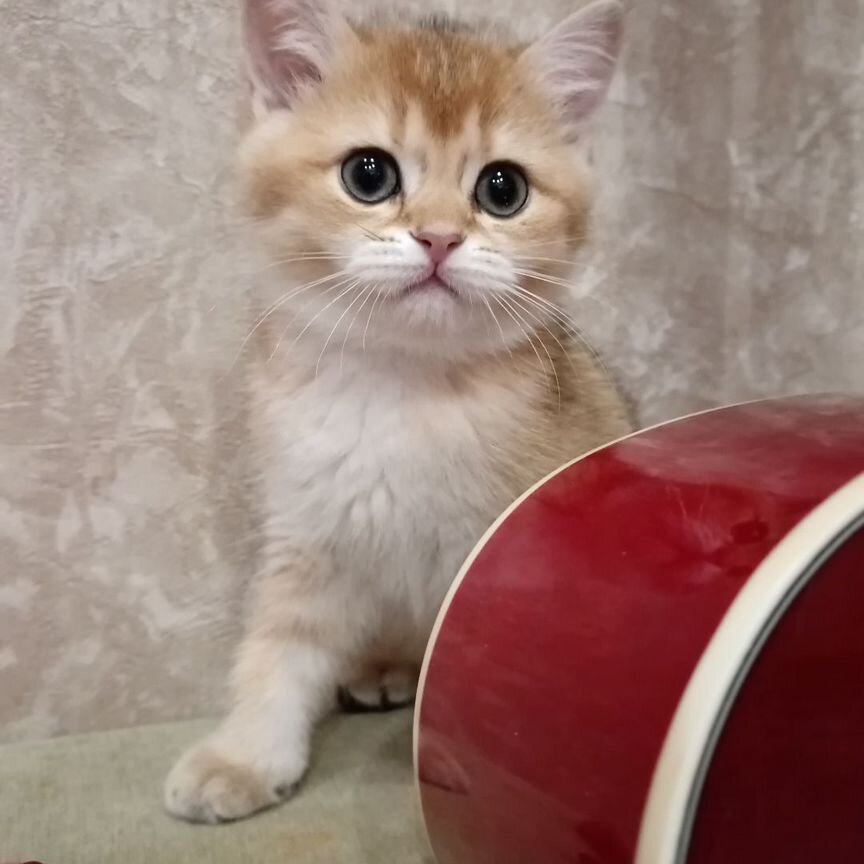 Британская золотая шиншилла котята ny11