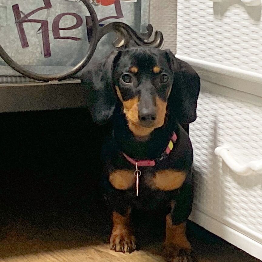 Такса девочка