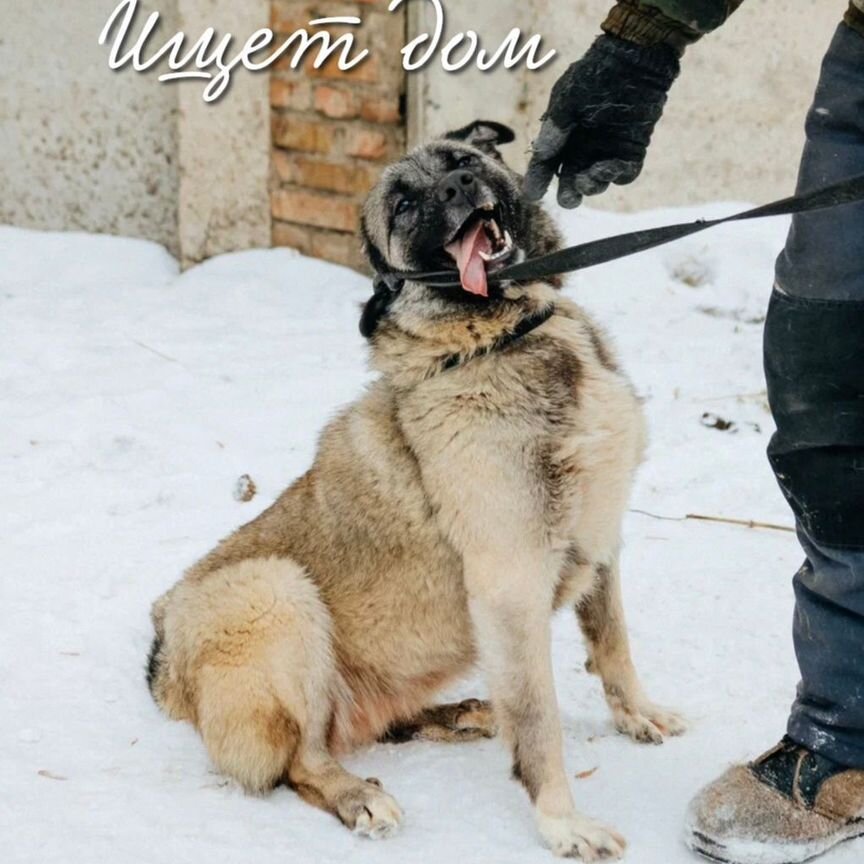 Взрослая собака в добрые руки